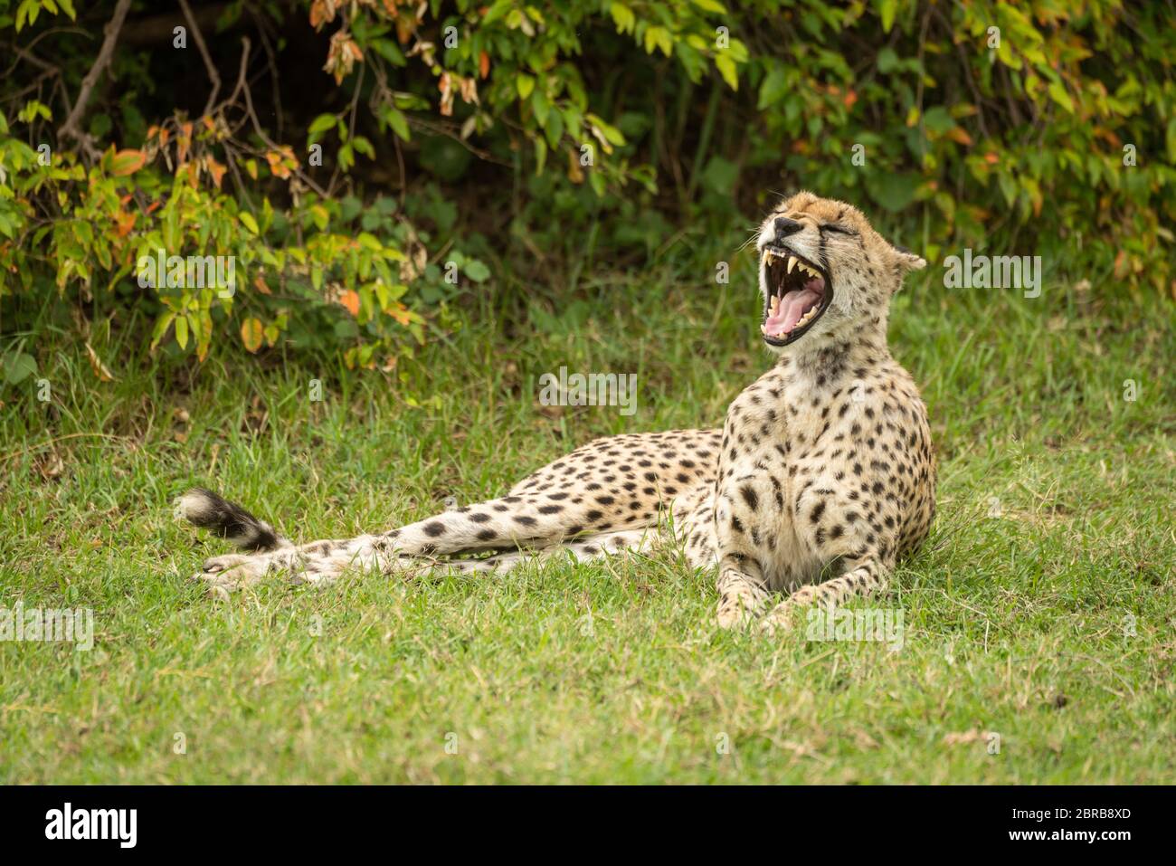 Cheetah lies yawning on grass near bush Stock Photo - Alamy