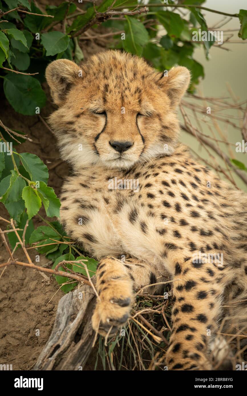 Sleeping cheetah cub hi-res stock photography and images - Alamy