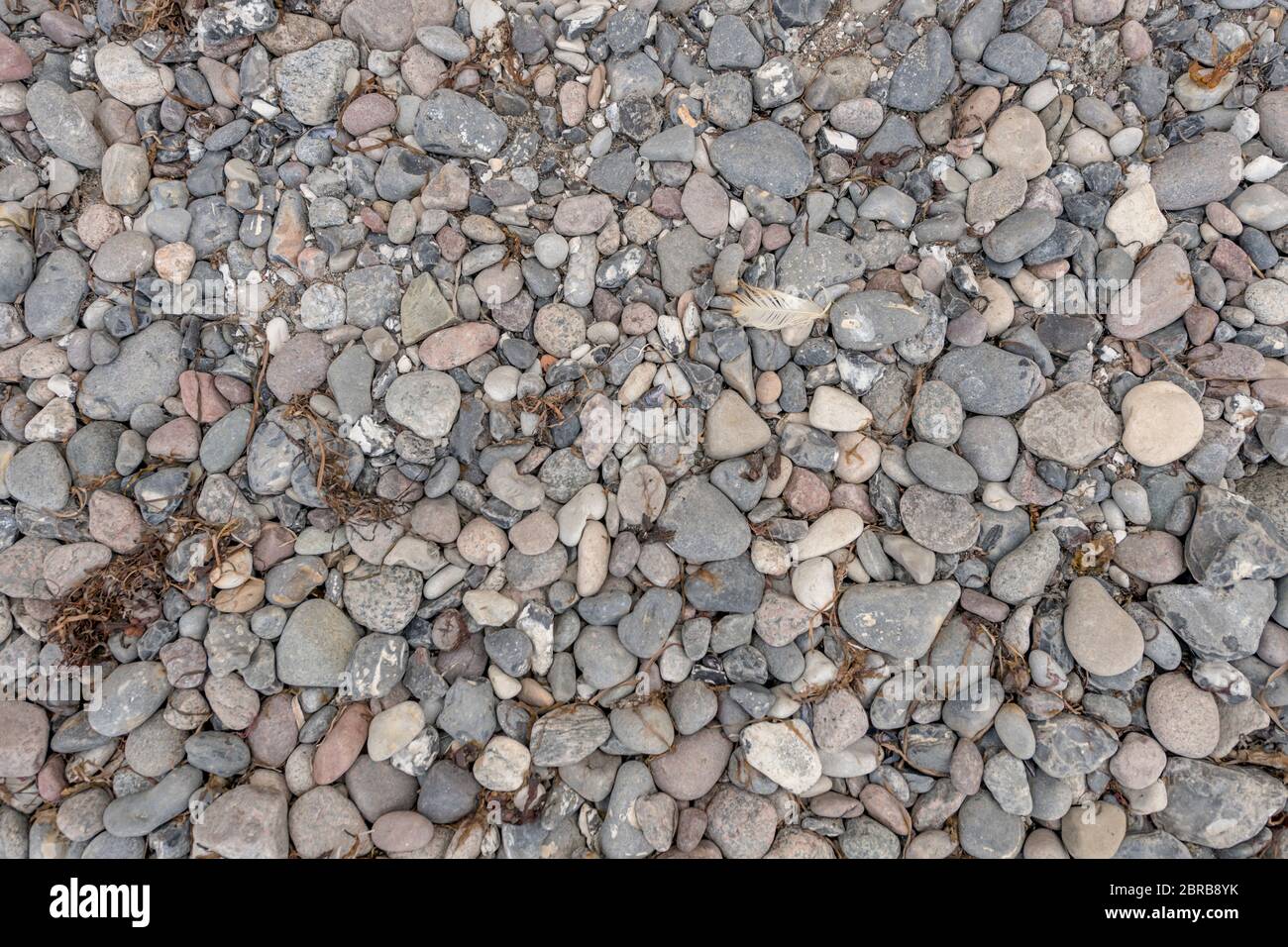 Gray pebbles on the sea beach with dried seagrass and algae deposits as ...