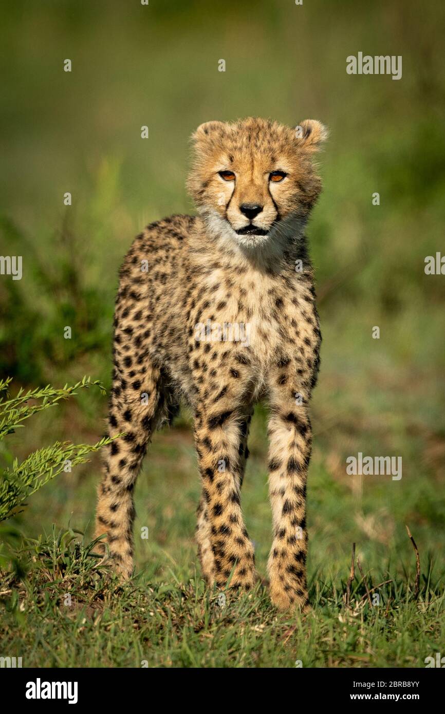 Cheetah cub hi-res stock photography and images - Alamy