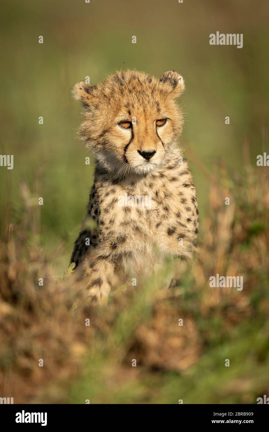 Cheetah cub sits in grass looking right Stock Photo - Alamy