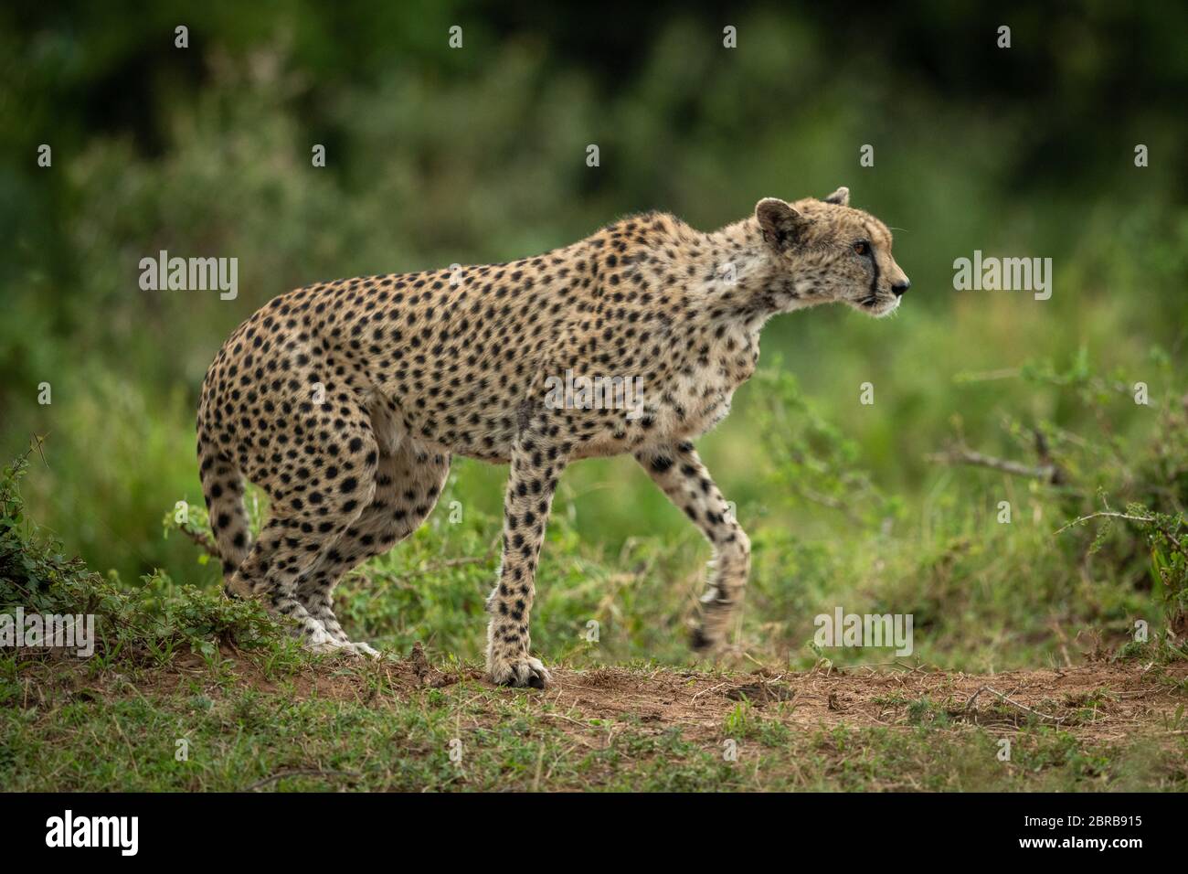 Cheetah gets up to cross grassy plain Stock Photo - Alamy