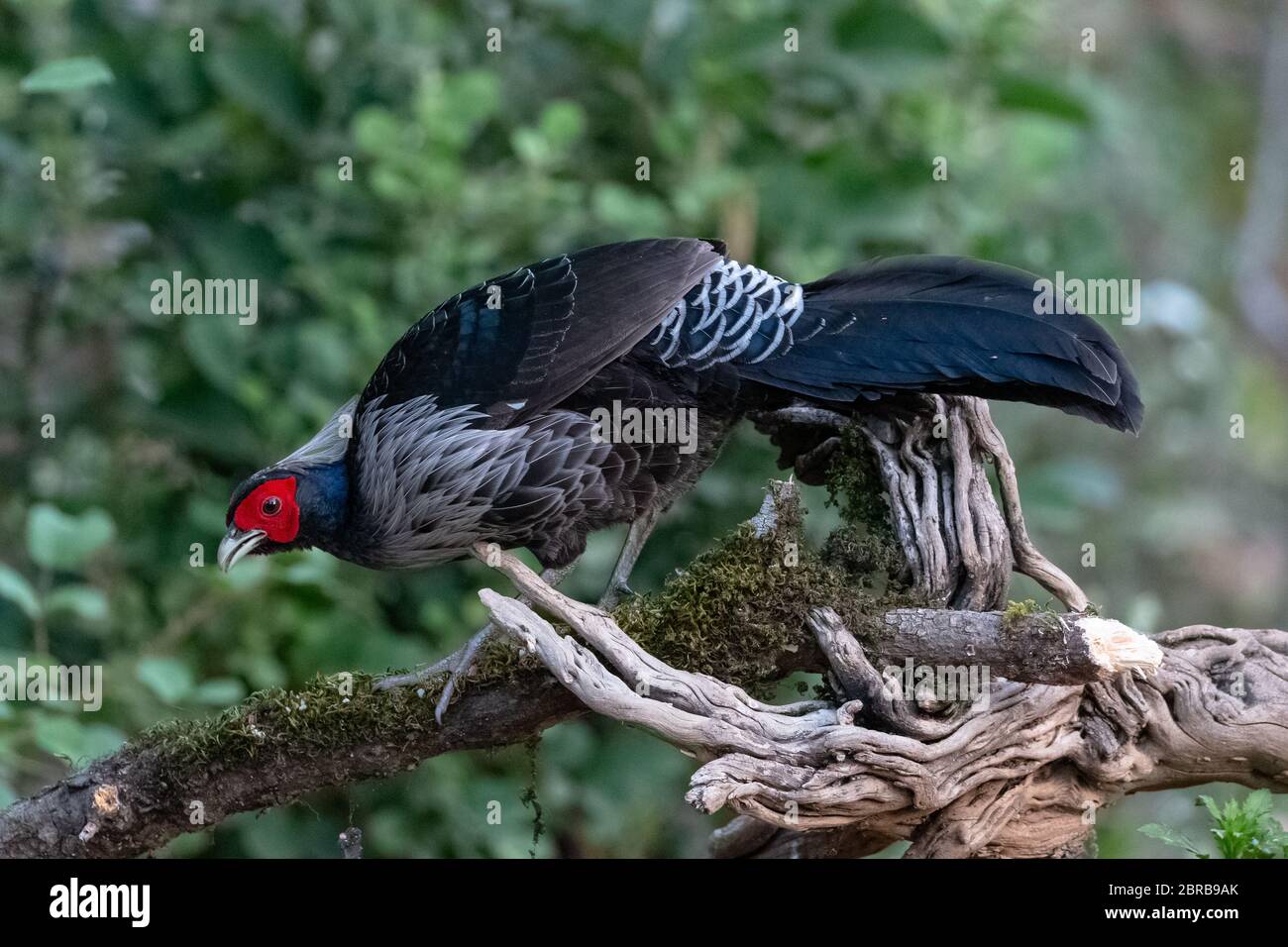 Khaleej Pheasant (Lophura leucomelanos) Male bird photographed in ...