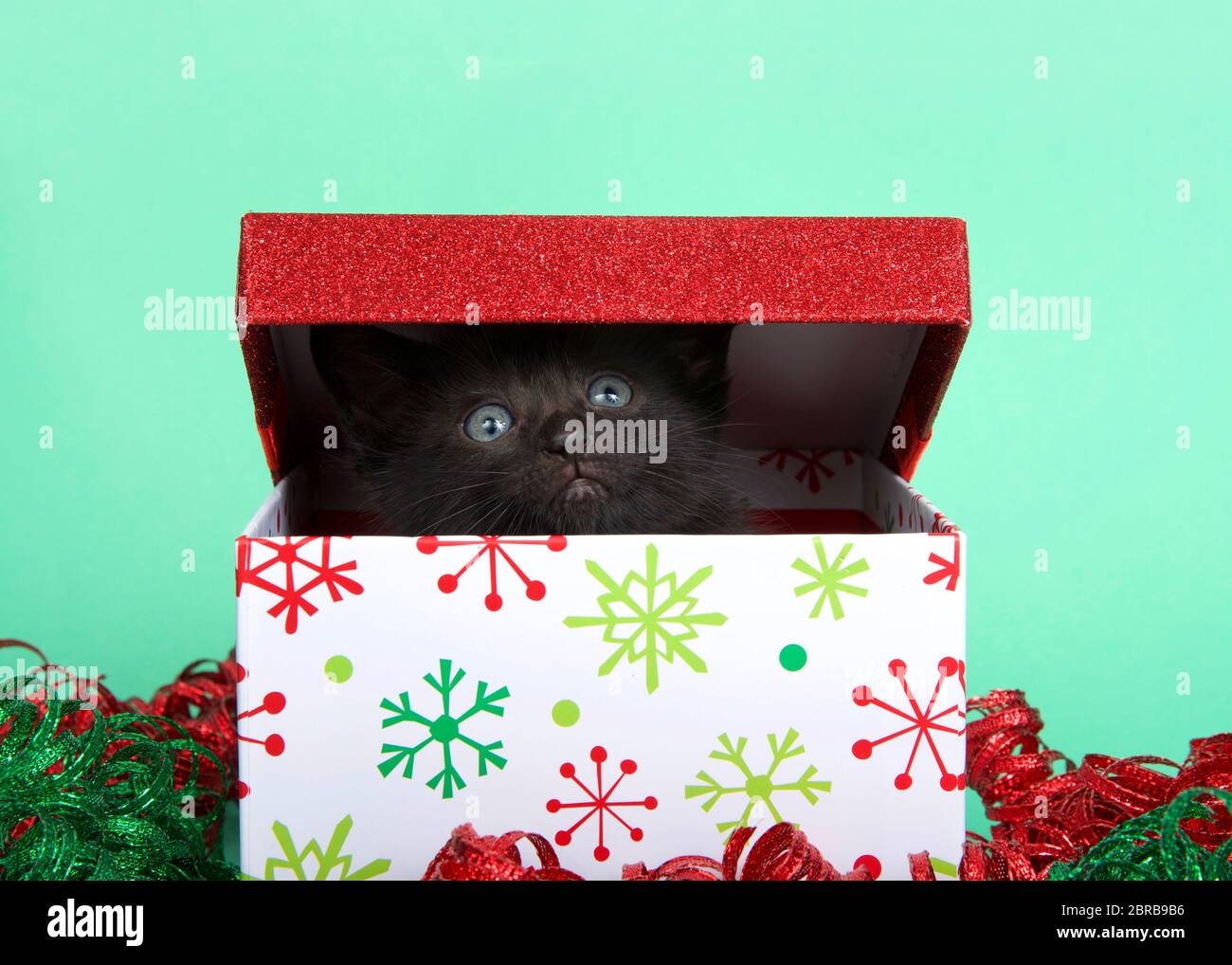 Cat wearing ribbon hi-res stock photography and images - Alamy