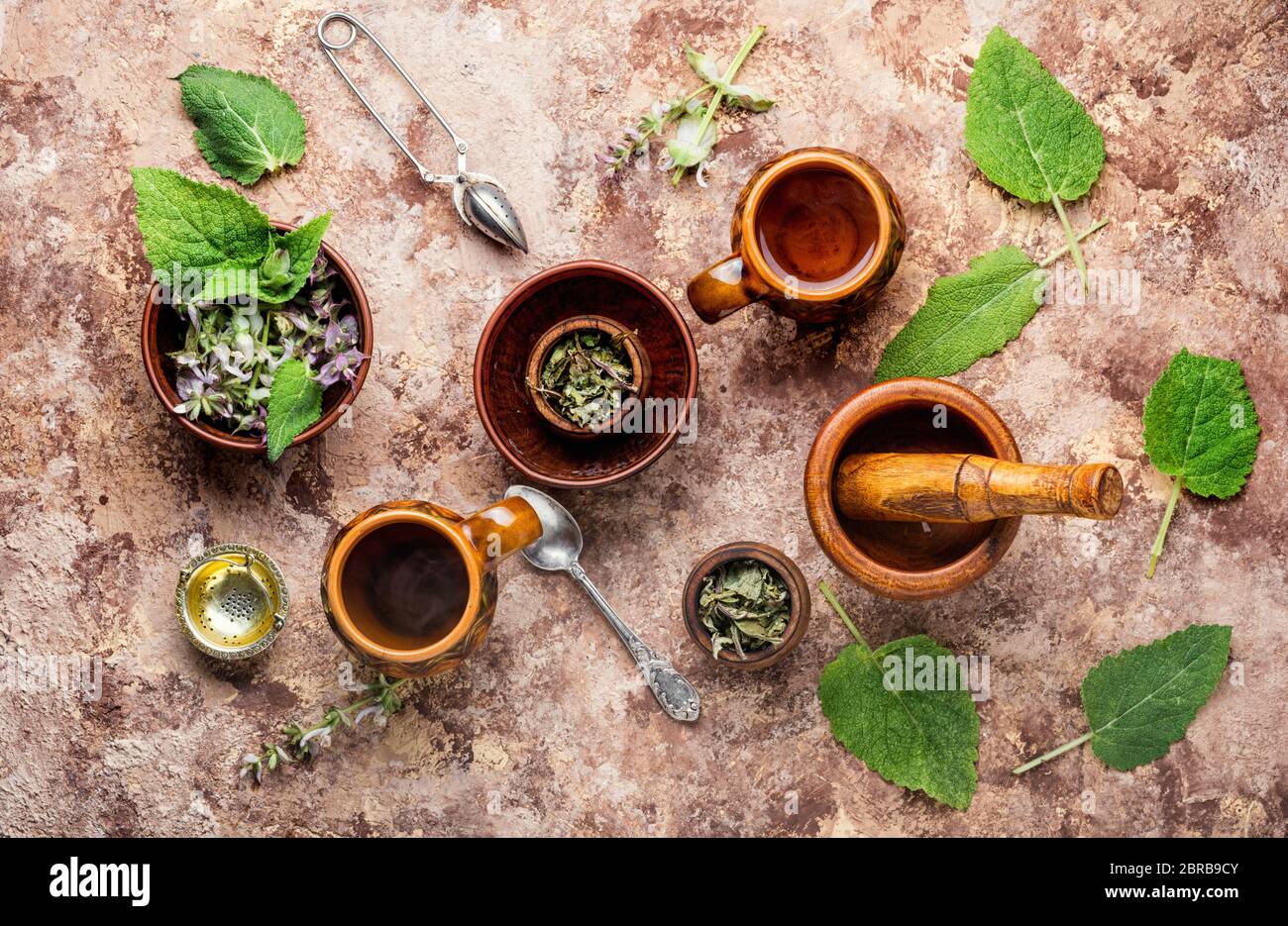 Medicinal herb Salvia officinalis.Fresh sage herb.Clary sage Stock ...