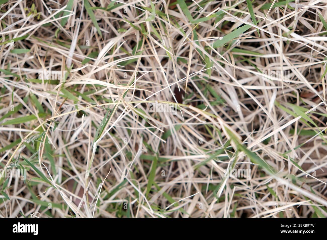 Dead grass background pattern Stock Photo - Alamy