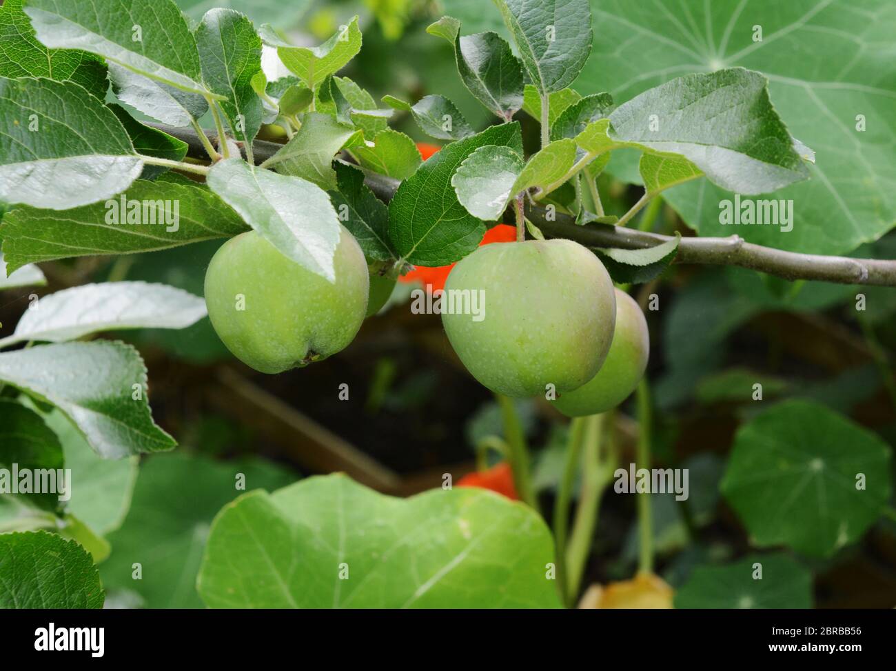 Small green Braeburn apples growing on the tree branch among lush green ...