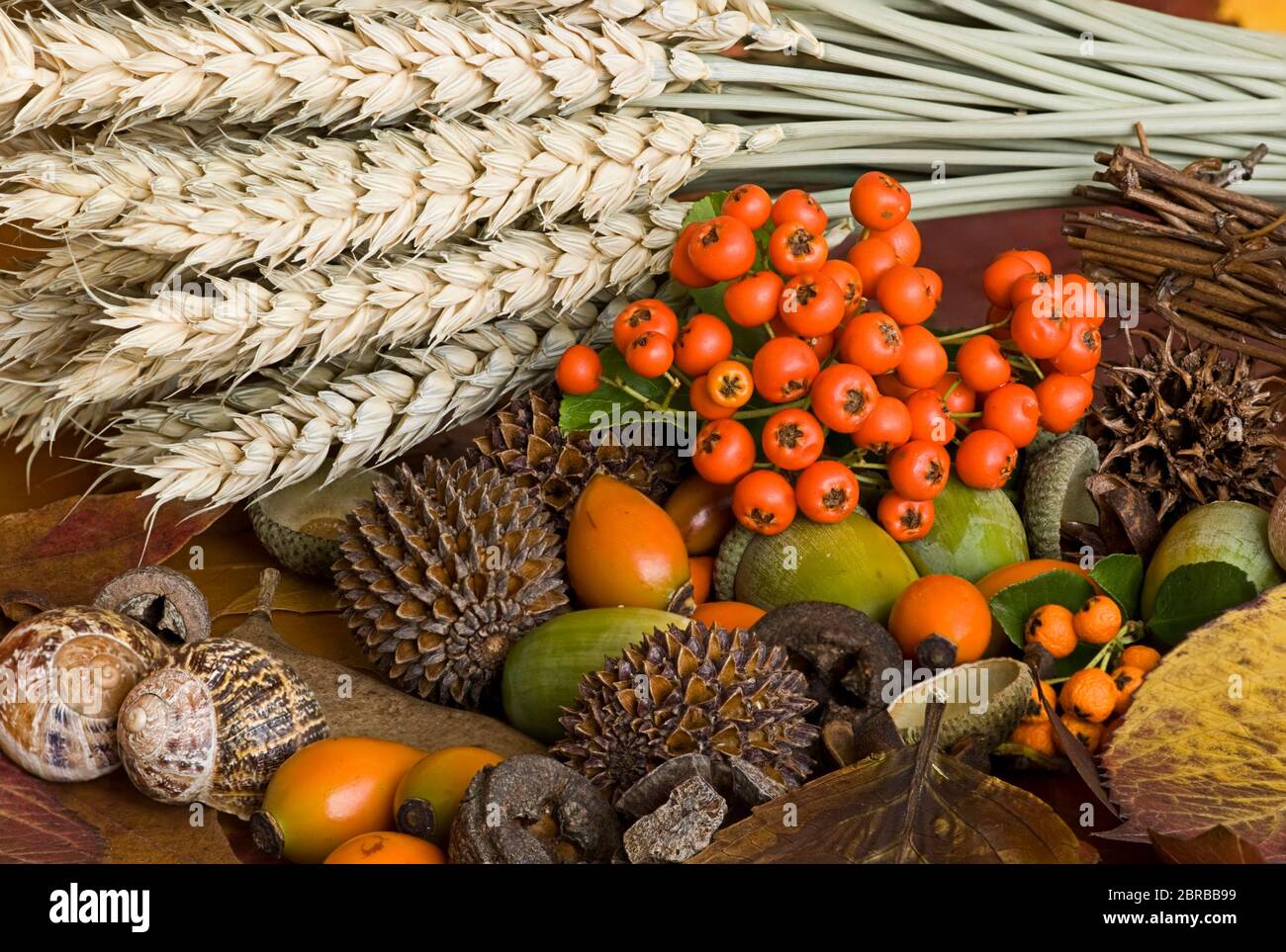 colorful autumn still life with berries, rose hip, seed capsules and ...