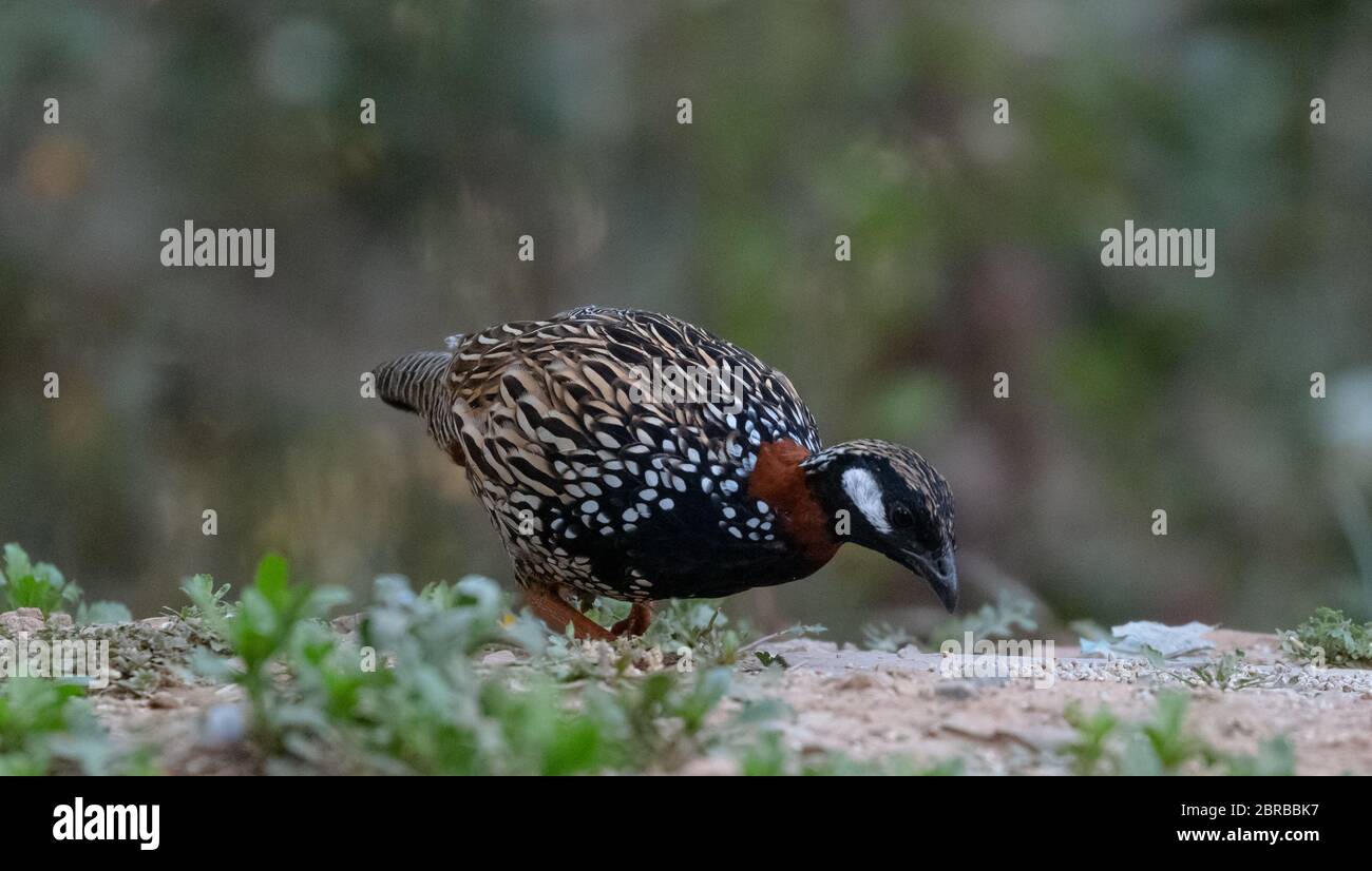 Black Francolin male bird photographed in Sattal Stock Photo - Alamy