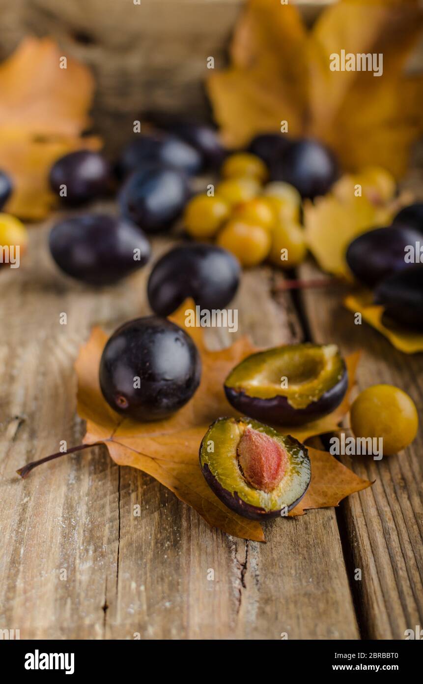 Freshly picked and washed plums from bio garden in basket Stock Photo ...