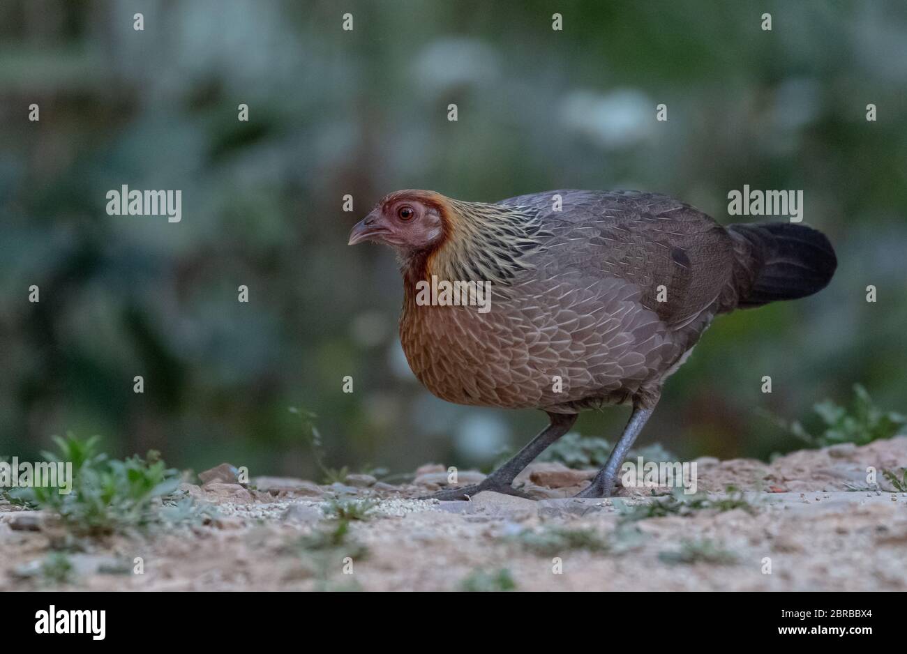 Jungle Fowl female bird photographed in Satal, Uttarakhand, India Stock ...