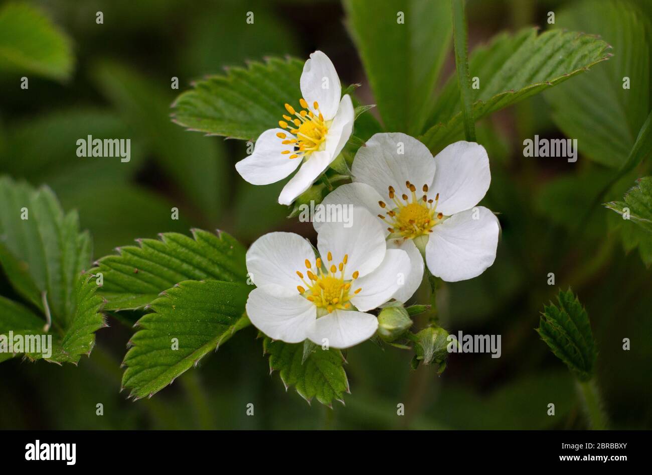Strawberry blossom 60 фото - Baxastroy.ru