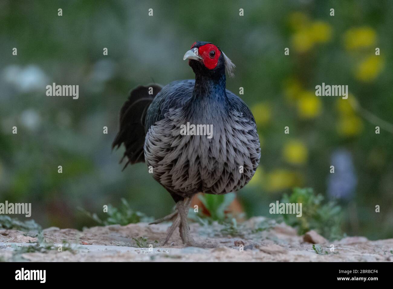 Khaleej Pheasant (Lophura leucomelanos) Male bird photographed in ...