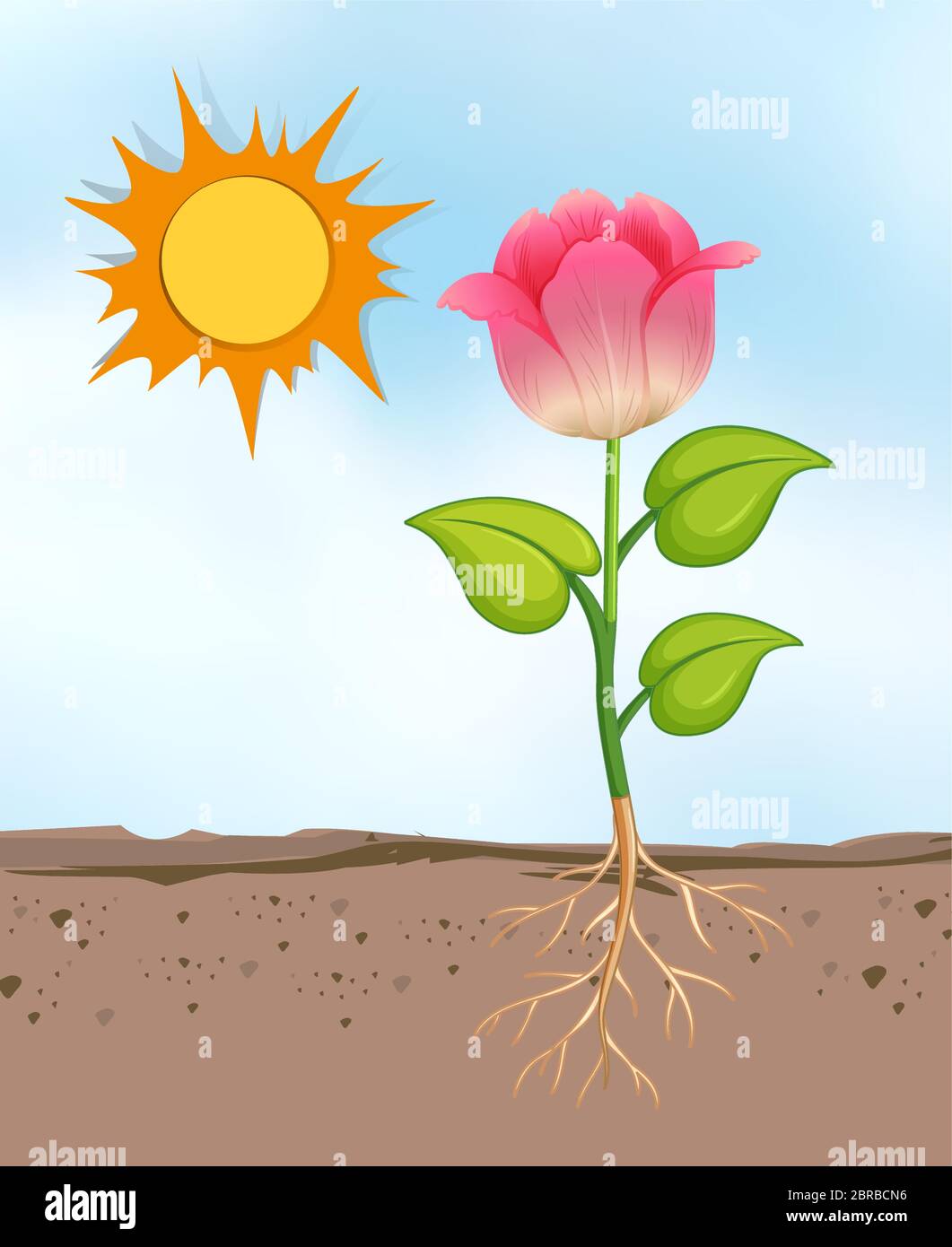 Blossom flower under the sun illustration Stock Vector Image & Art - Alamy