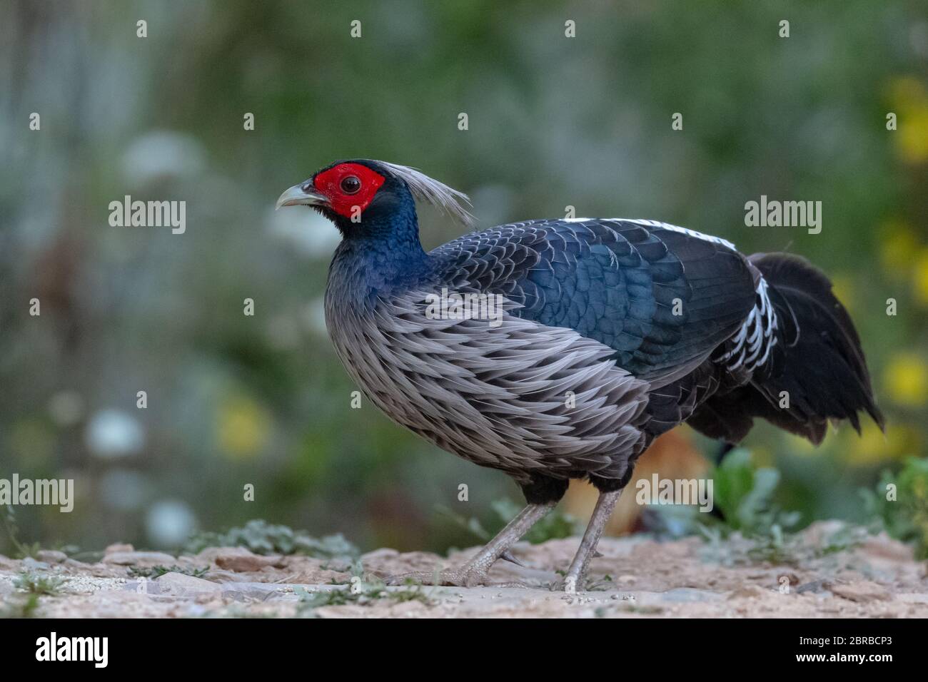 Khaleej Pheasant (Lophura leucomelanos) Male bird photographed in ...