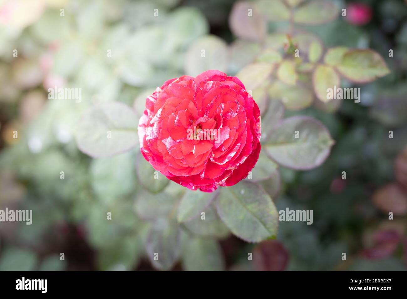 Roses in the garden, Roses are beautiful with a beautiful sunny day ...