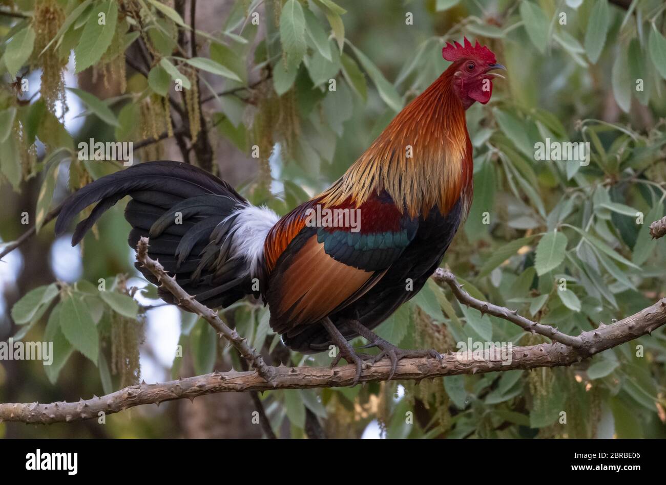Jungle Fowl (Male) in the Jungle of Sattal, Uttrakhand Stock Photo - Alamy