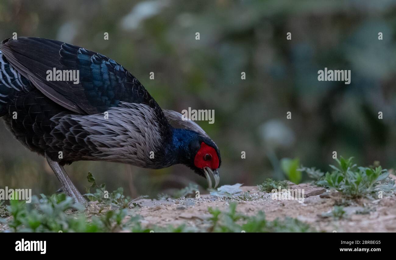 Khaleej Pheasant (Lophura leucomelanos) Male bird photographed in ...