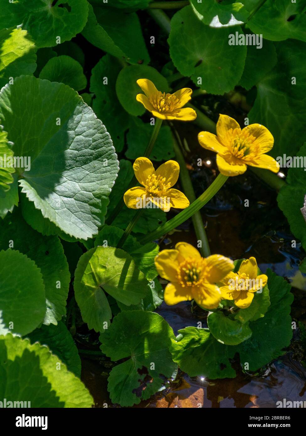 photo with bright yellow spring flower fragments on a bright green ...