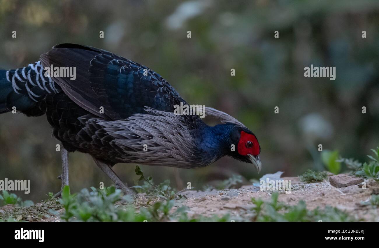 Khaleej Pheasant (Lophura leucomelanos) Male bird photographed in ...