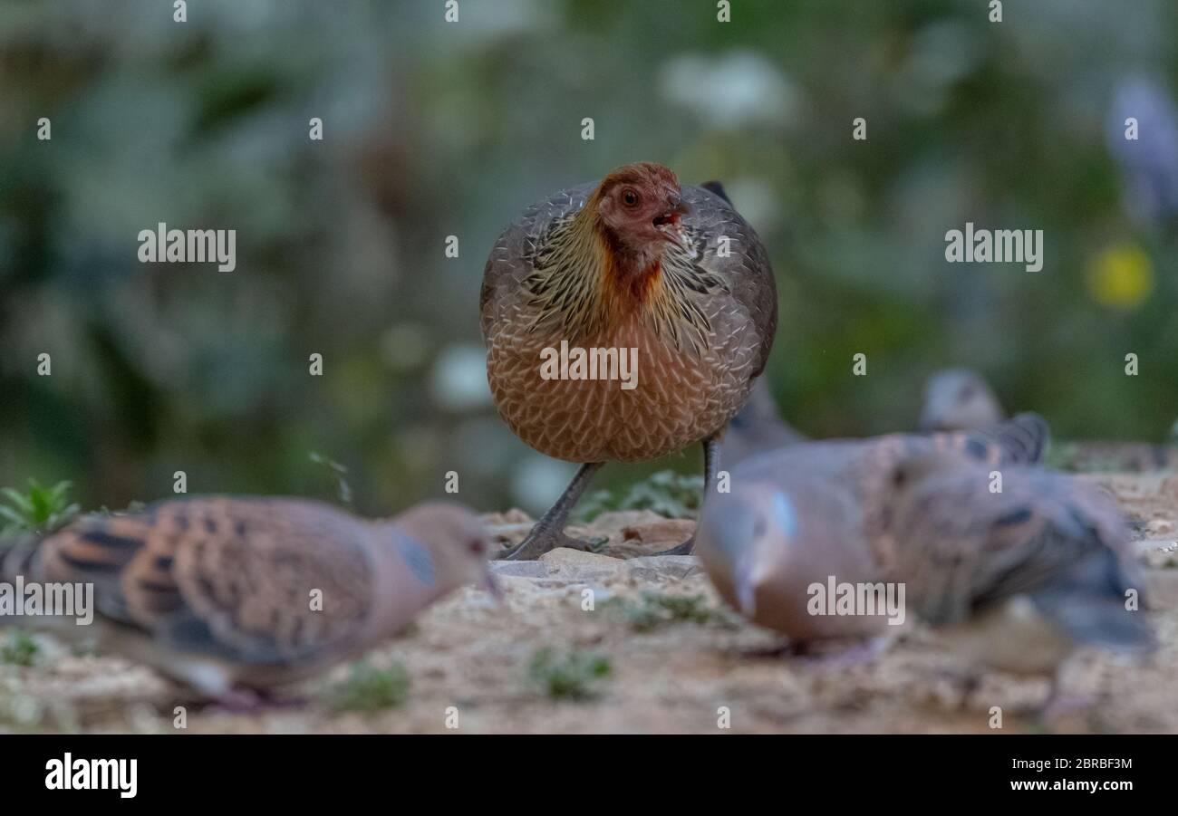 Jungle Fowl female bird photographed in Satal, Uttarakhand, India Stock ...