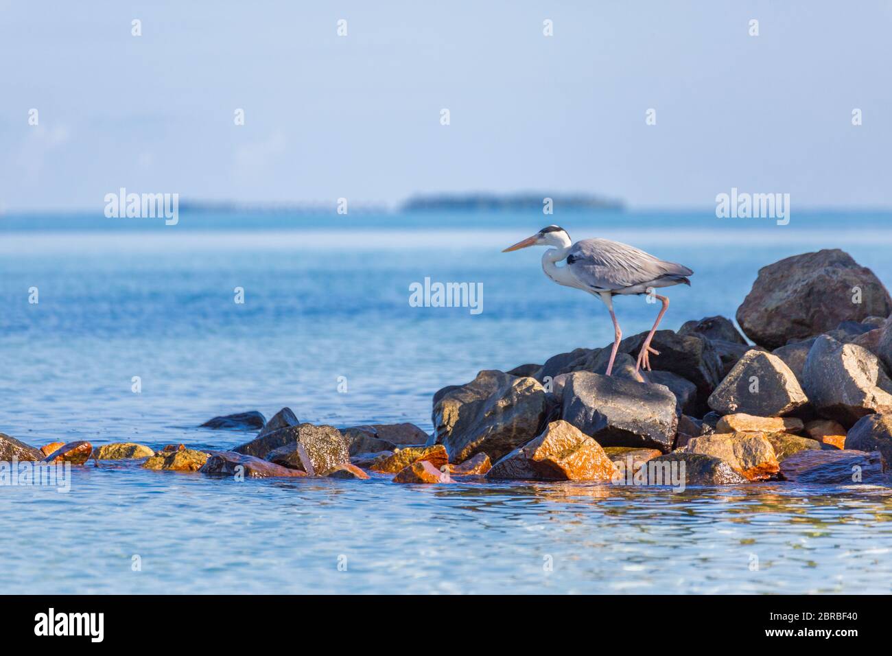 Grey Heron on the beach. Maldives Indian Ocean hunting for fish from ...