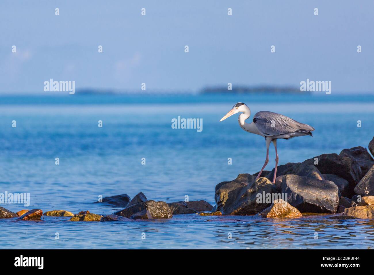 Grey Heron on the beach. Maldives Indian Ocean hunting for fish from ...