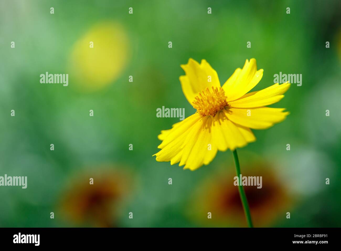 beautiful yellow flower in the light of a Sunny day. macrophotography ...