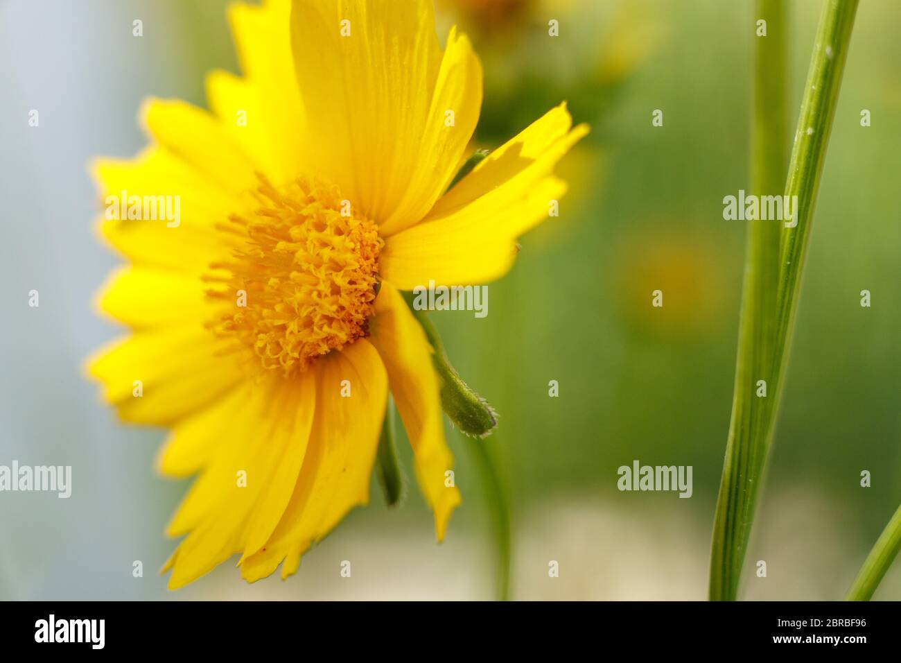 beautiful yellow flower in the light of a Sunny day. macrophotography ...