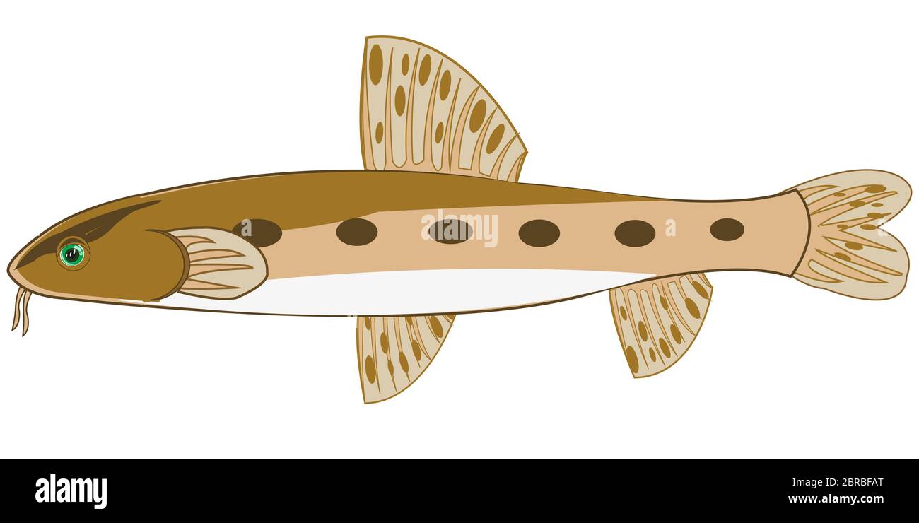 Vector illustration of river freshwater fish gudgeon Stock Photo - Alamy