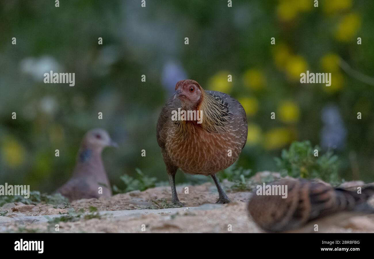 Jungle Fowl female bird photographed in Satal, Uttarakhand, India Stock ...
