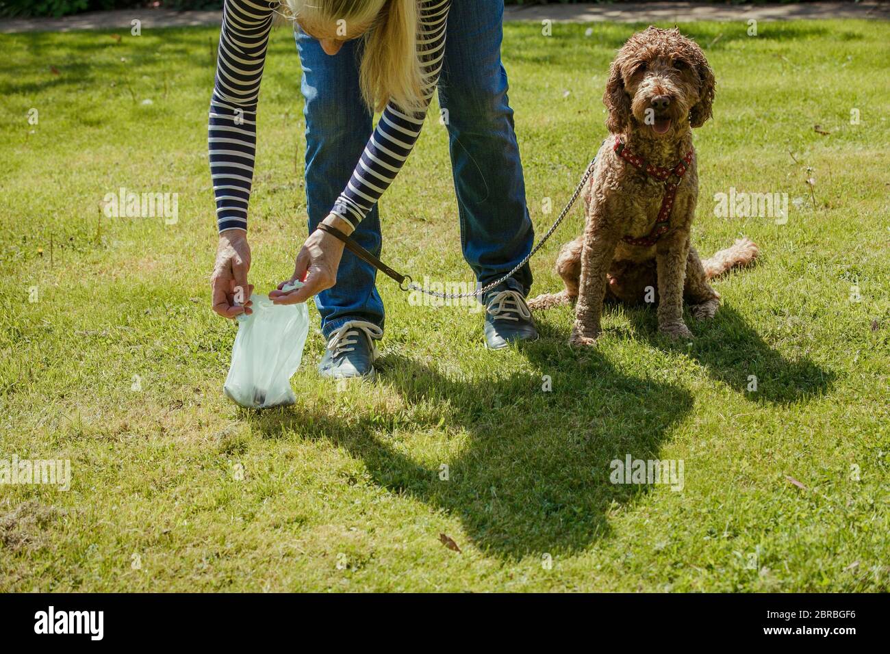 A mature woman cleaning up after her dog as she picks up his dog poo ...