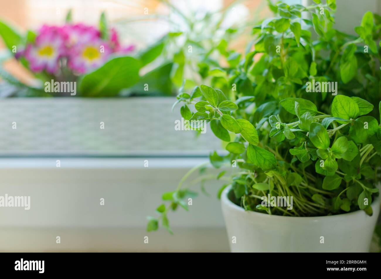herbs in pot home, spring herbs fresh Stock Photo - Alamy