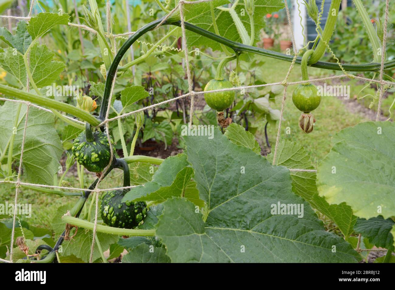 Warted and smooth ornamental gourds grow long vines, climbing a trellis ...