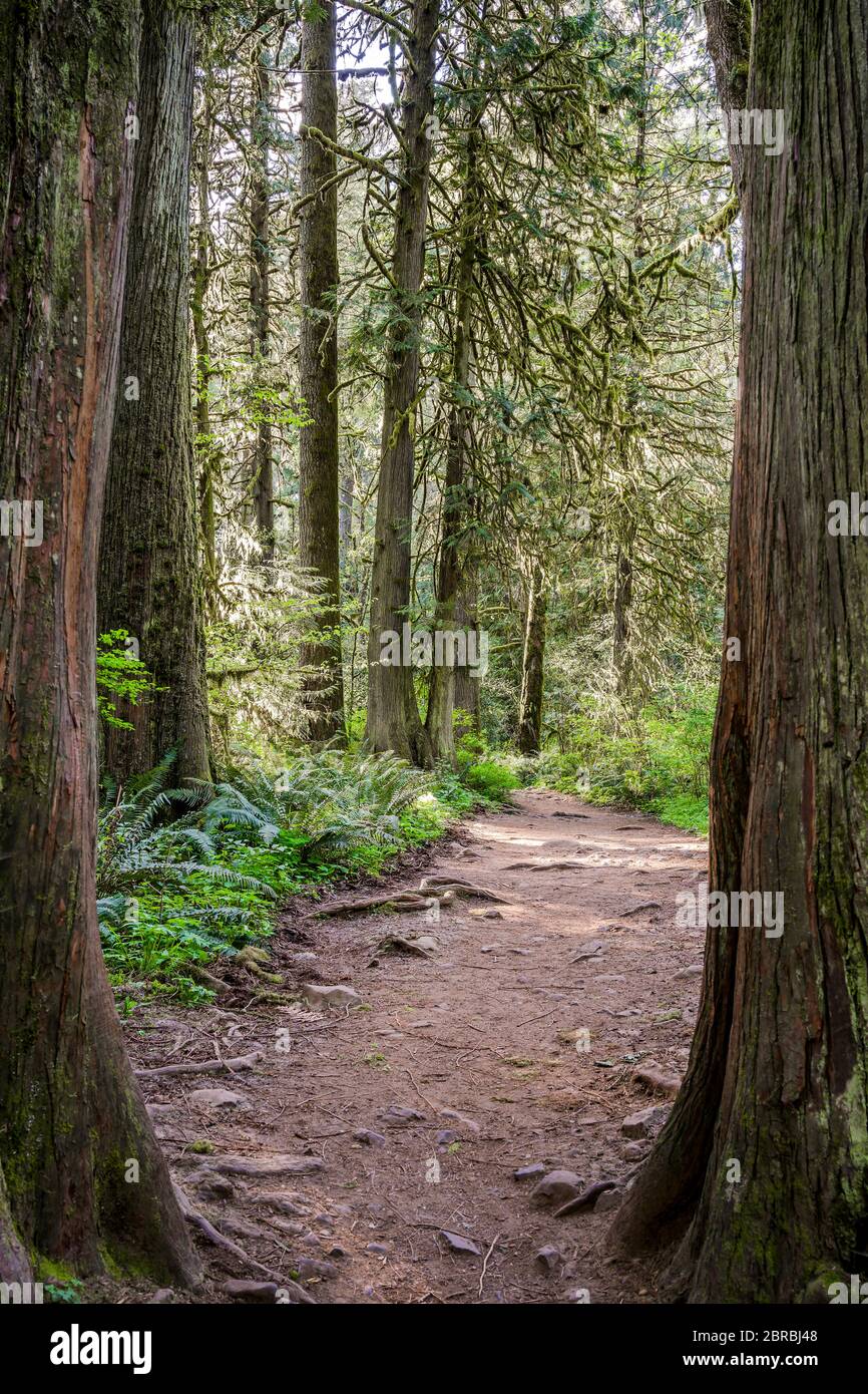 Scenic landscape with a winding hiking trail among the wild forest in ...