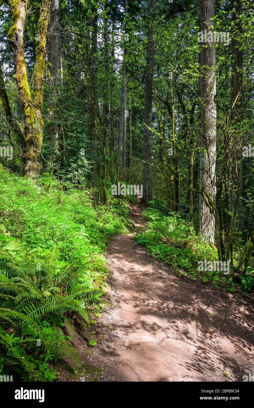 Scenic landscape with a winding hiking trail among the wild forest in ...