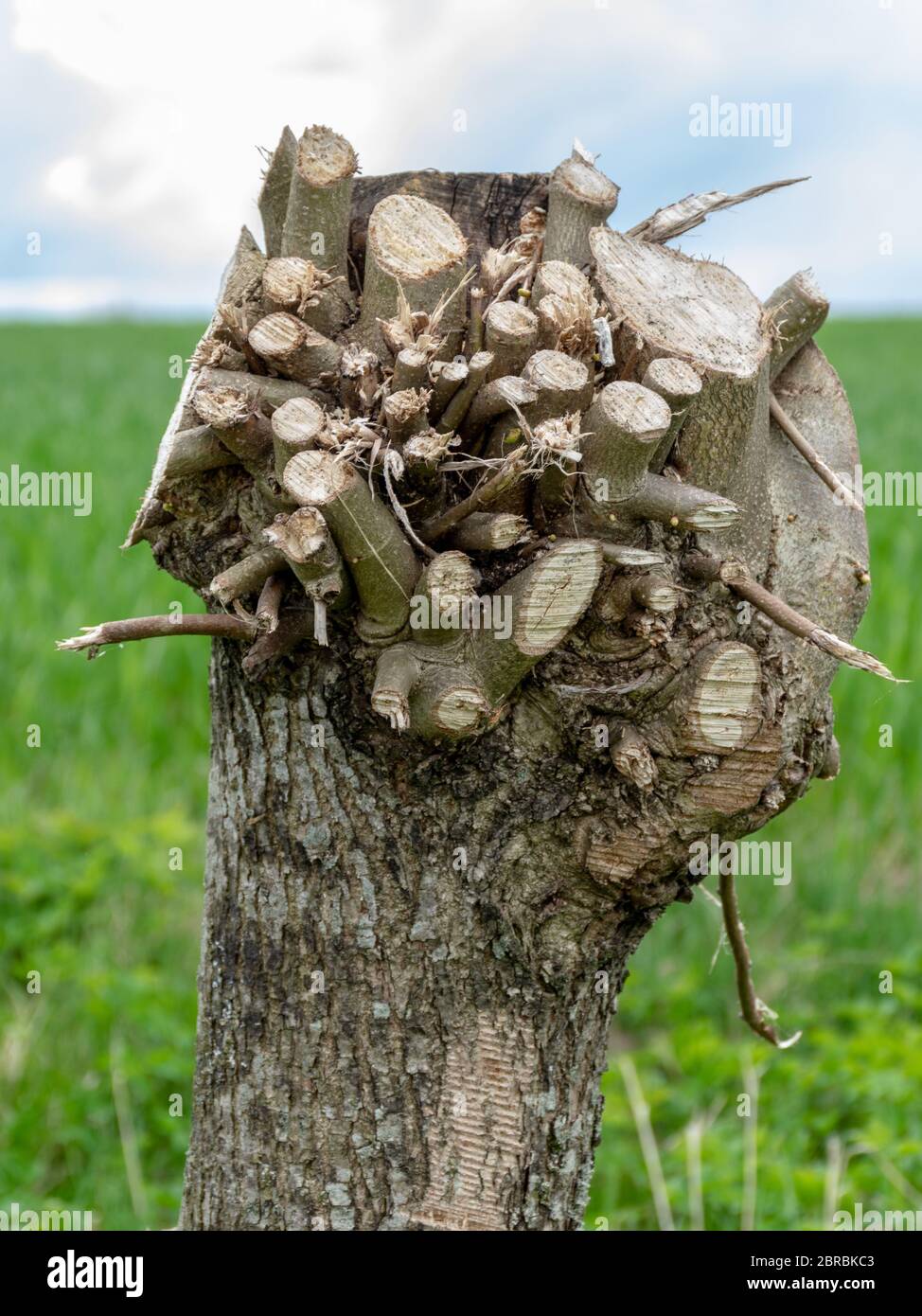 photo with an inverted linden tree trunk on a background of green grass ...