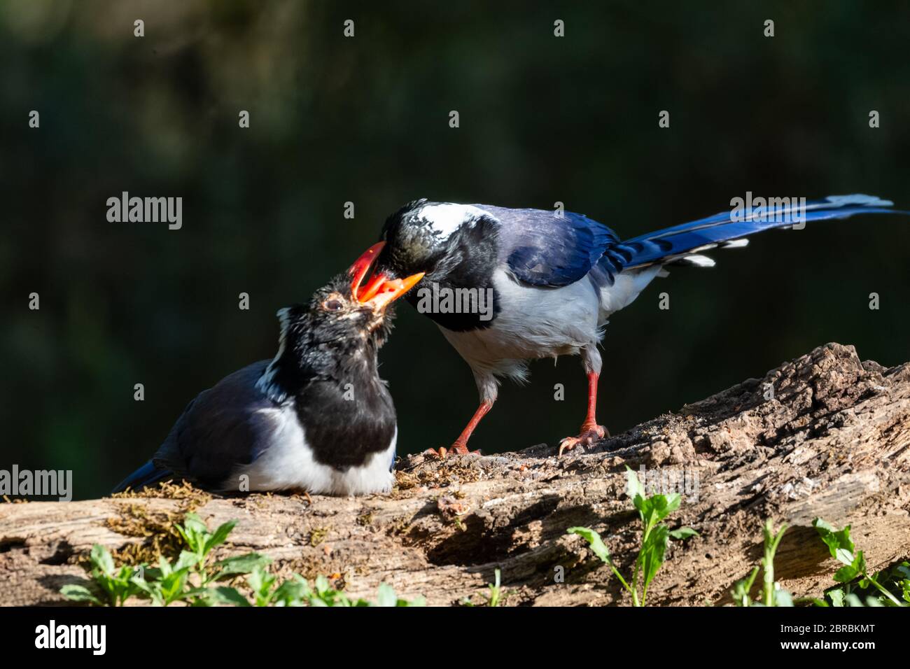 Portrait of Red-billed blue magpie( Urocissa erythrorhyncha) feeding ...