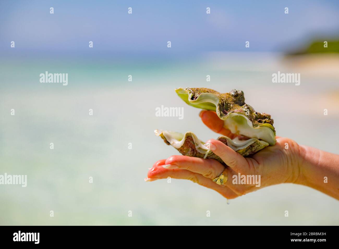 Sea shell in woman's hands on tropical beach background. Tropical ...