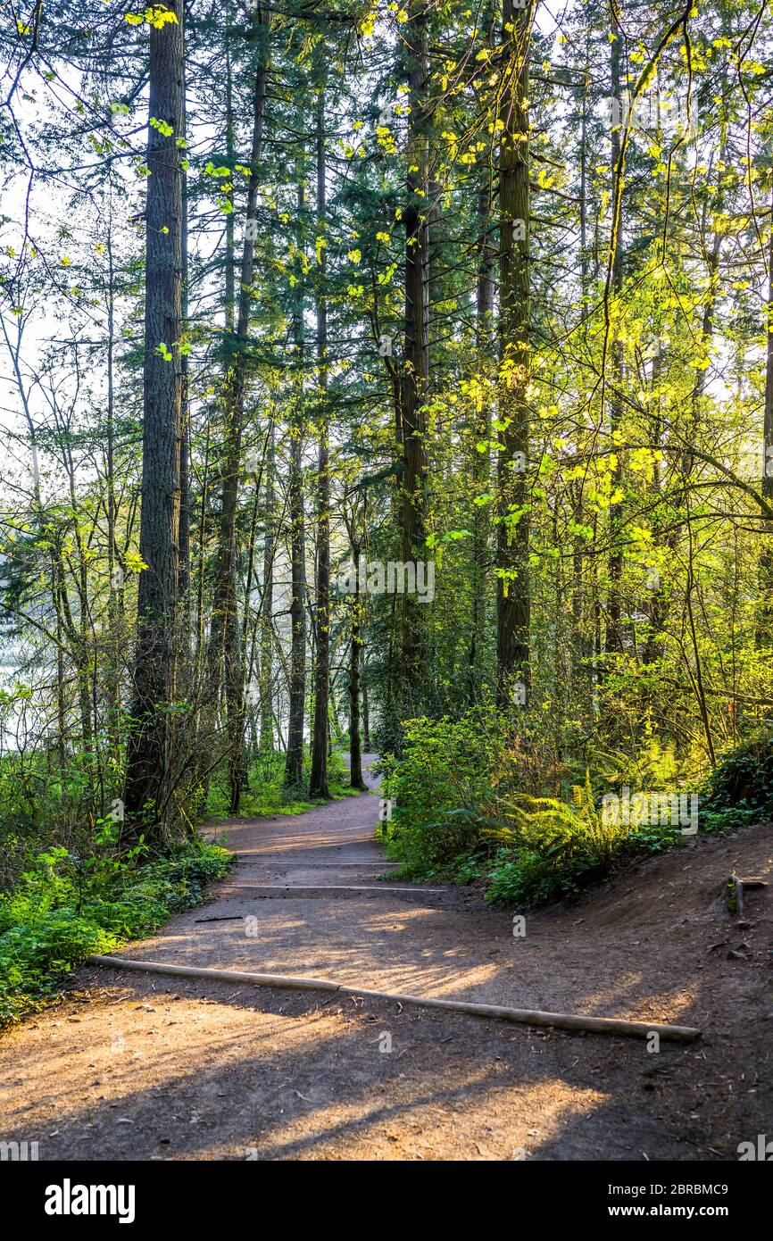 Scenic landscape with a winding hiking trail among the wild forest in ...