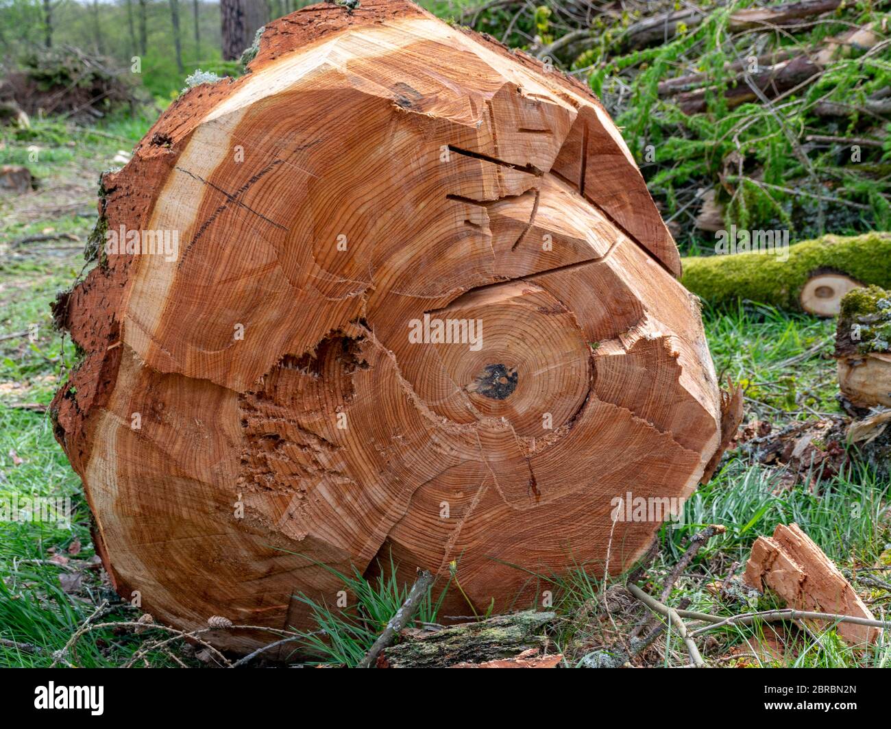picture with cut wood tree section with cracks and annual rings, flat ...