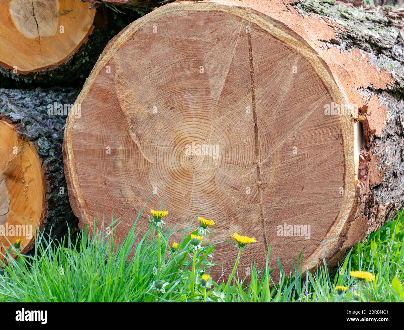 picture with cut wood tree section with cracks and annual rings, flat ...