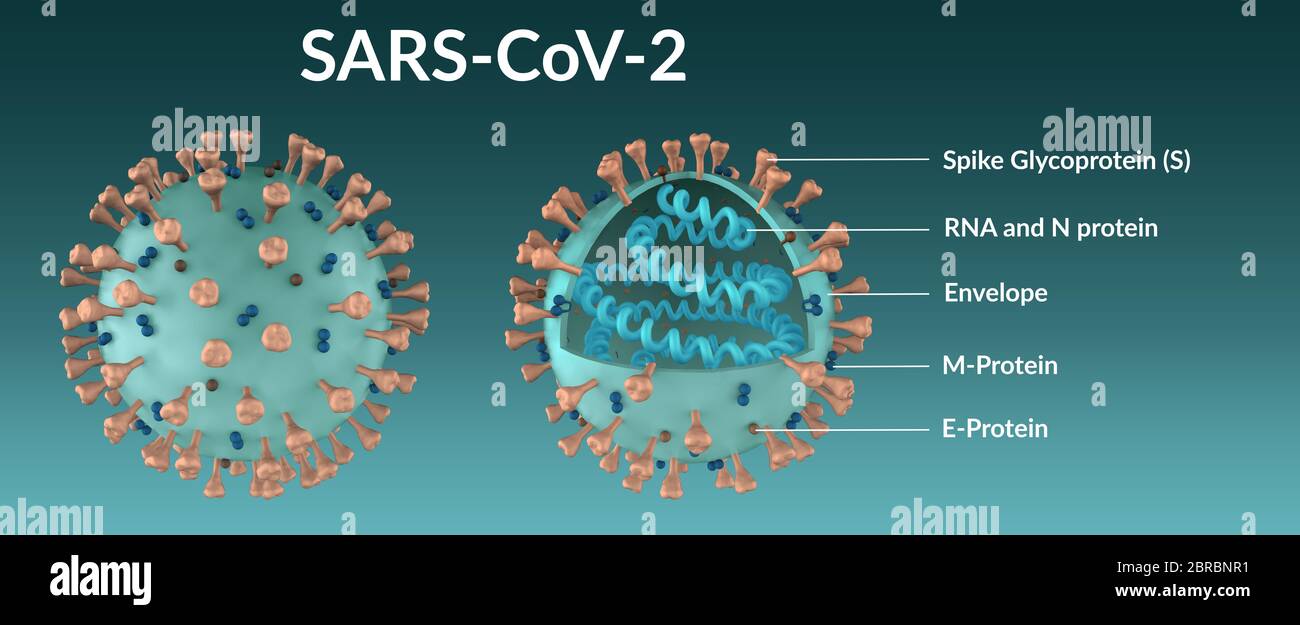 Structure of the SARS-CoV-2 coronavirus molecule in full and in section ...