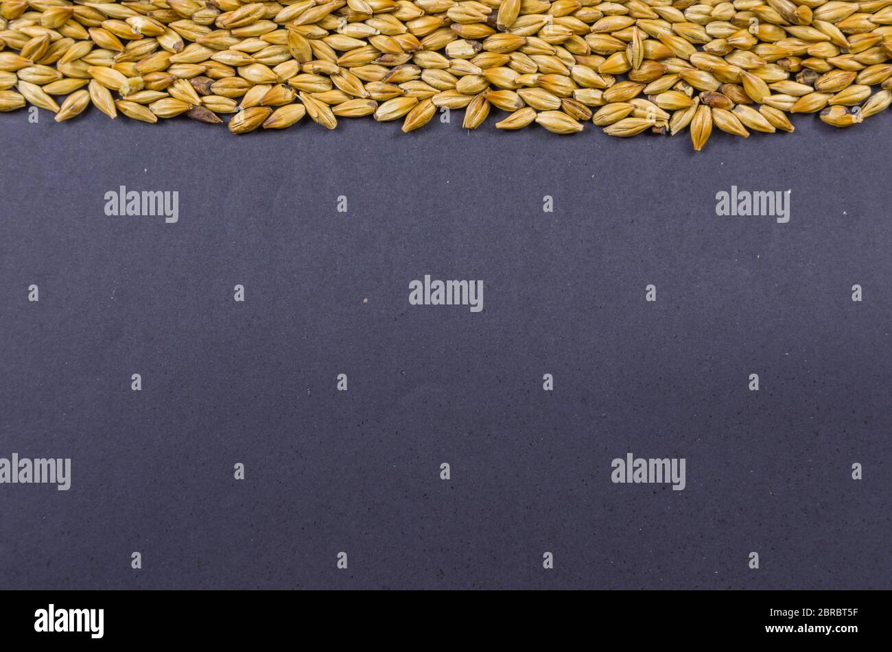 Texture with of barley malt for beer, pale ale, pilsen Stock Photo - Alamy