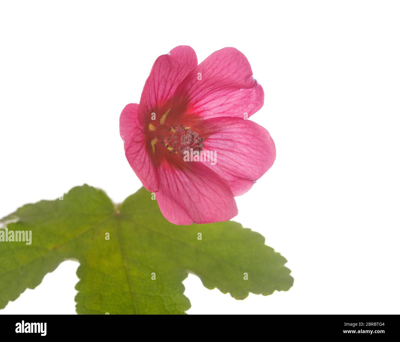 Anisodontea El Rayo in front of white background Stock Photo - Alamy