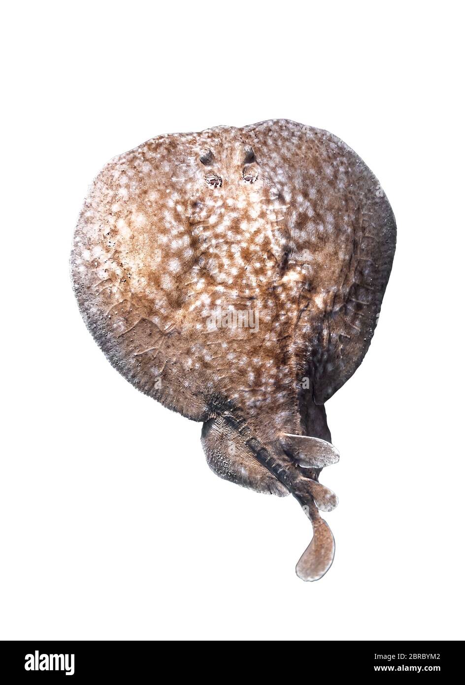 Leopard torpedo ray torpedo panthera Cut Out Stock Images & Pictures ...