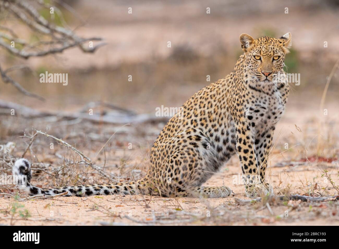 Leopard (Panthera pardus), adult female sitting, Mpumalanga, South ...