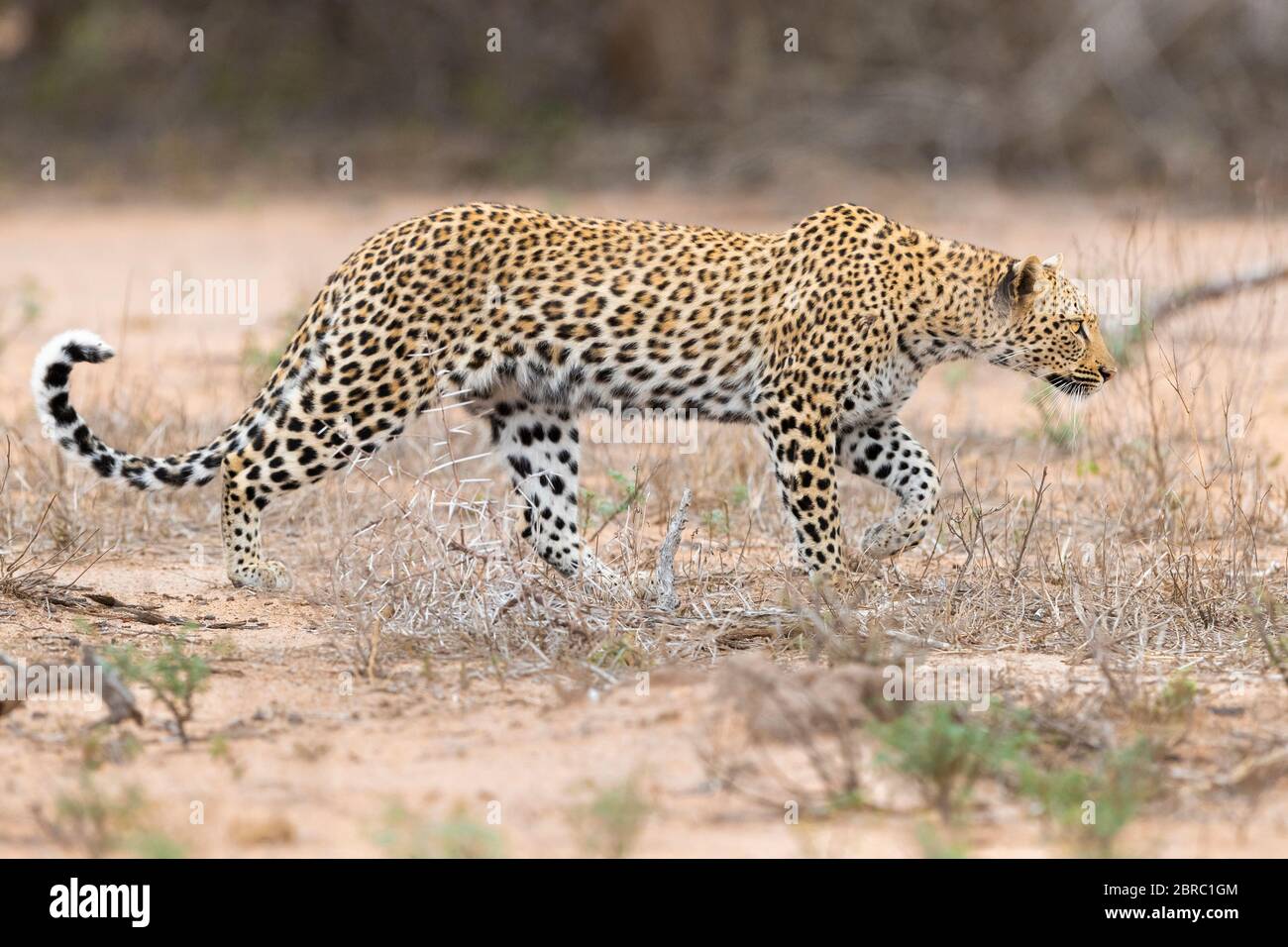 Leopard (Panthera pardus), adult female sneaking towards a prey ...