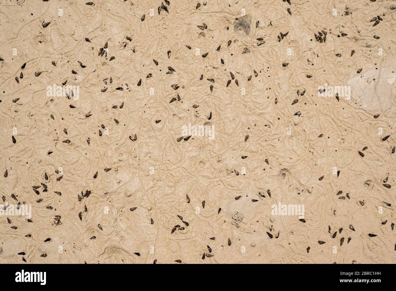 Sand pellets hi-res stock photography and images - Alamy