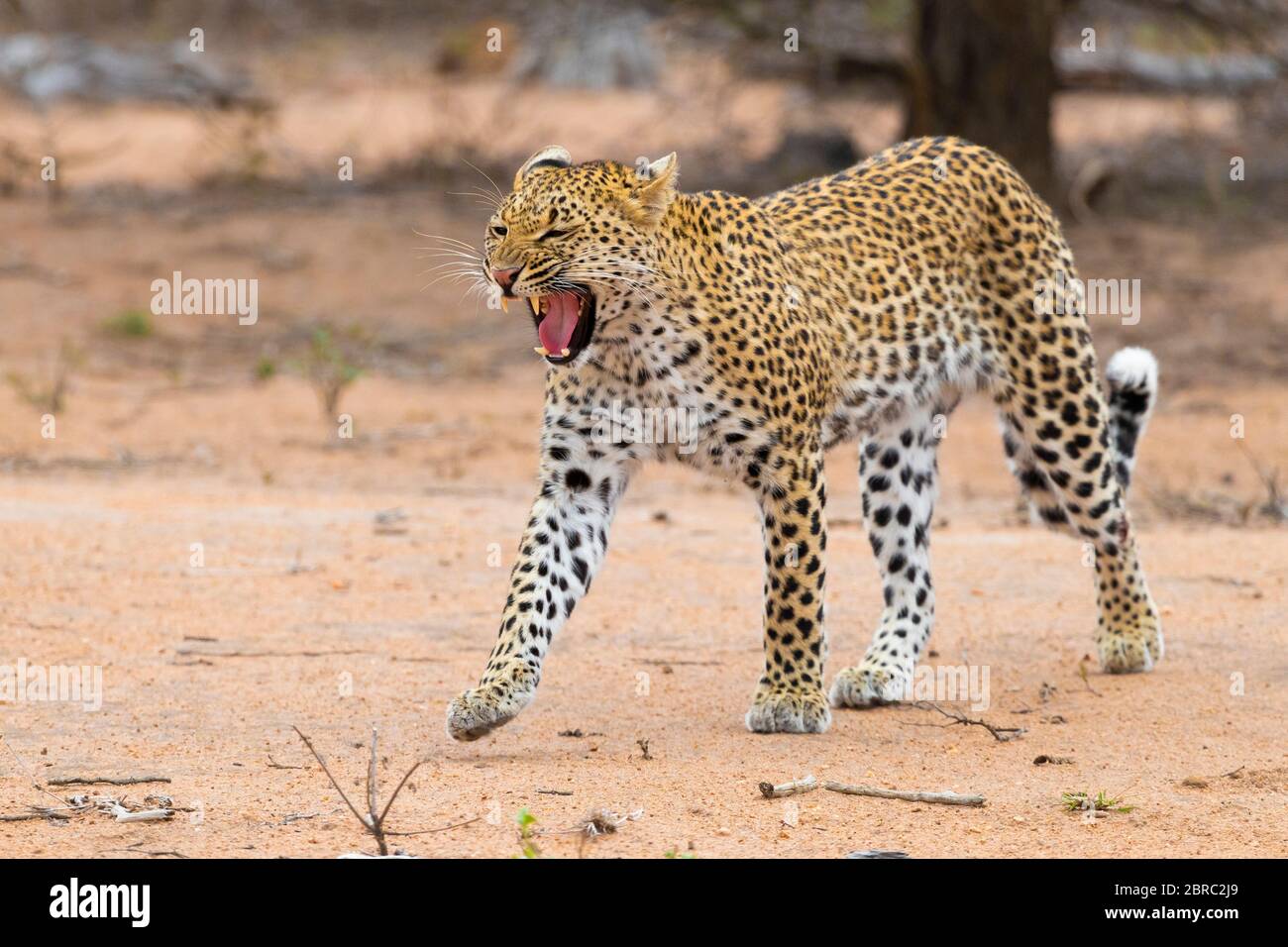 Adult female leopard panthera pardus hi-res stock photography and ...